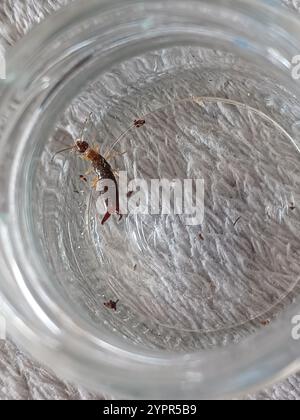Ring-legged Earwig (Euborellia annulipes Stock Photo - Alamy