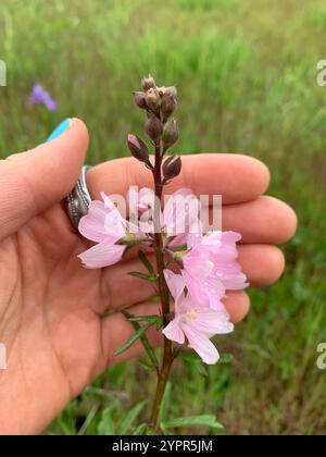 Rose Checkermallow (Sidalcea virgata Stock Photo - Alamy
