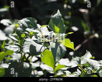 sea daisy (Wollastonia biflora Stock Photo - Alamy
