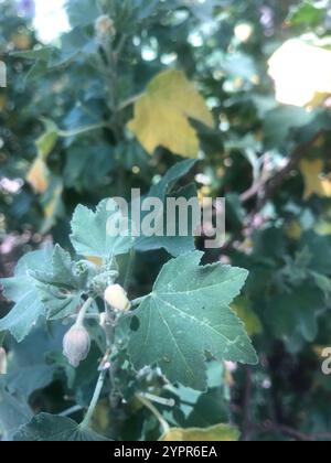 Sea Mallow (Malva subovata Stock Photo - Alamy