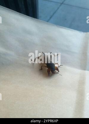 Southern Mole Cricket (Neoscapteriscus borellii Stock Photo - Alamy