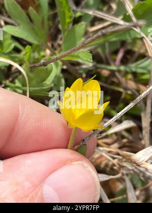 Early Buttercup (Ranunculus fascicularis Stock Photo - Alamy