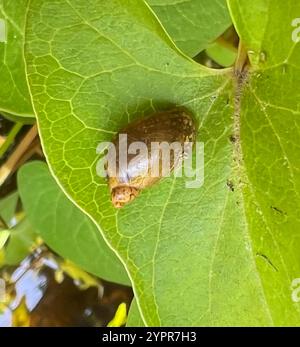 Acute Bladder Snail (Physella acuta Stock Photo - Alamy