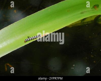 Spanish Moth (Xanthopastis regnatrix Stock Photo - Alamy