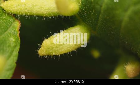 Elm Finger Gall Mite (Aceria parulmi Stock Photo - Alamy