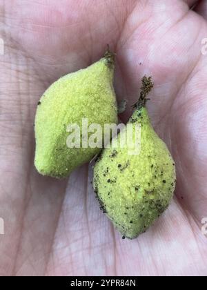 Arizona black walnut (Juglans major Stock Photo - Alamy