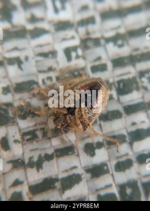White-spotted Stink Bug (Eysarcoris ventralis), Insecta, 38590 Saint ...
