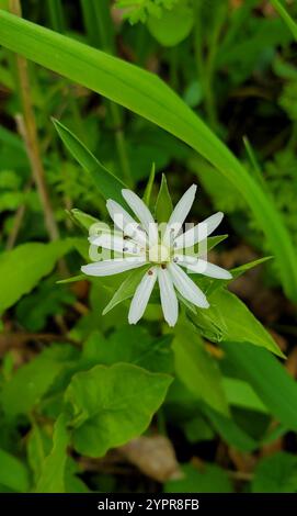 Tennessee Starwort (Stellaria corei Stock Photo - Alamy