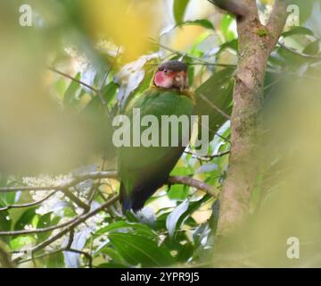 Rose Faced Parrot Pyrilia pulchra Ecuador BI038591 Stock Photo - Alamy
