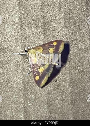 Mint-loving Pyrausta Moth (Pyrausta acrionalis) Insecta Stock Photo - Alamy