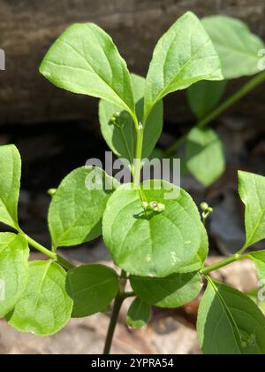 Running Strawberry-bush (Euonymus obovatus Stock Photo - Alamy