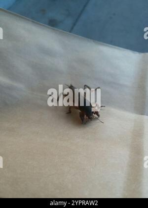 Southern Mole Cricket (Neoscapteriscus borellii Stock Photo - Alamy