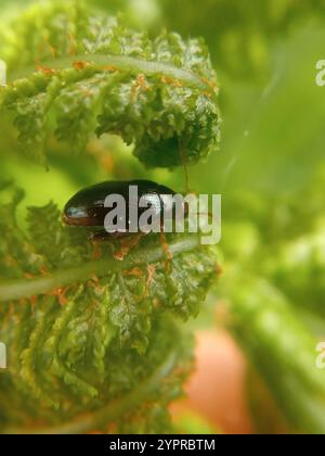 Cabbage stem flea beetle (Psylliodes chrysocephala) larvae in damaged ...