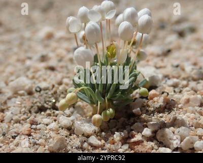 white pygmy-poppy (Canbya candida Stock Photo - Alamy