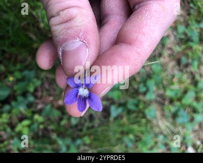 Le Conte's Violet (Viola affinis Stock Photo - Alamy