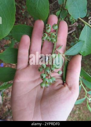 Vaccinium stamineum L Stock Photo - Alamy