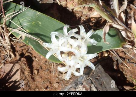 (Lachenalia ensifolia ensifolia Stock Photo - Alamy