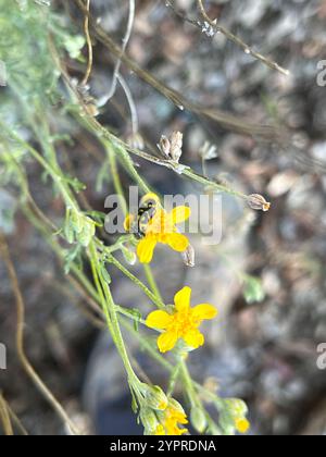 Ornate Checkered Beetle (Trichodes ornatus), Insecta, Gilpin Grasslands ...
