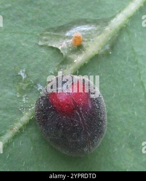 South African Scale-eating Lady Beetle (Novius iceryae Stock Photo - Alamy