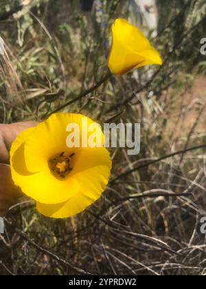 Clubhair Mariposa Lily (Calochortus clavatus) Plantae Stock Photo - Alamy