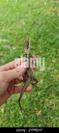 Northern Water Dragon (Tropicagama temporalis Stock Photo - Alamy