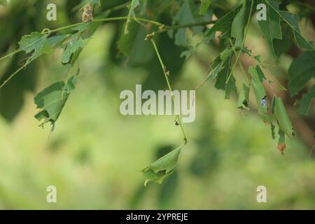 Common Banded Awl (Hasora chromus Stock Photo - Alamy