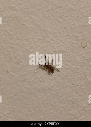 Four-lined Slender Jumping Spider (Marpissa lineata Stock Photo - Alamy