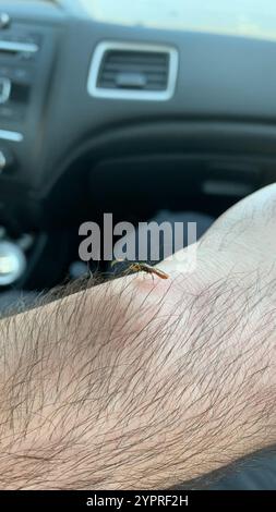 Web-spinning Sawflies (Pamphiliidae Stock Photo - Alamy