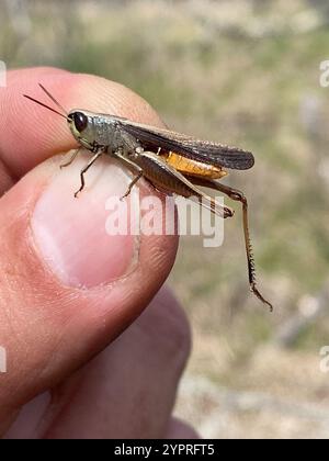 Brown Winter Grasshopper (Amblytropidia mysteca Stock Photo - Alamy