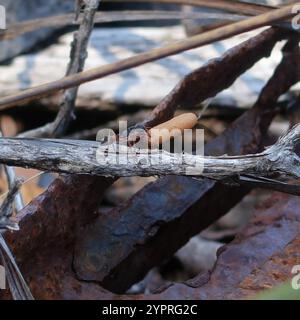 Tasmanian Inchman Ant (Myrmecia esuriens Stock Photo - Alamy
