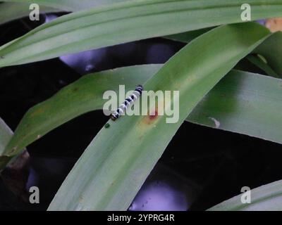 Spanish Moth (Xanthopastis regnatrix Stock Photo - Alamy