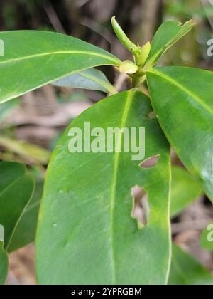 camellia family (Theaceae Stock Photo - Alamy