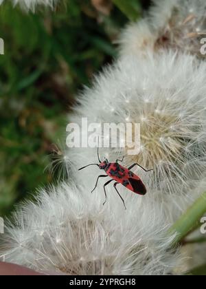 Spotted Firebug (Corizus hyoscyami Stock Photo - Alamy