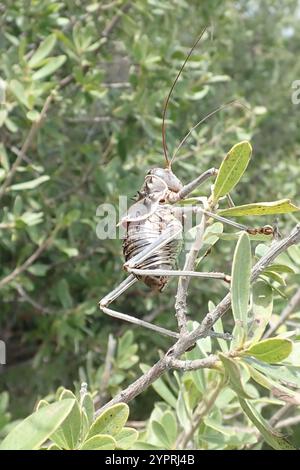 Brown Armoured Corncricket (Acanthoplus discoidalis) Insecta Stock ...