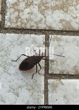 Old World Soapberry Bugs (Leptocoris Stock Photo - Alamy