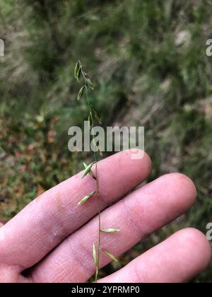 Twoflower Melicgrass (Melica mutica Stock Photo - Alamy