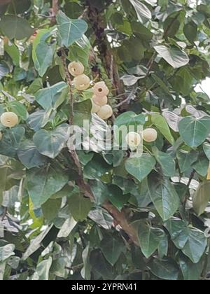 Lantern Tree (Hernandia nymphaeifolia Stock Photo - Alamy