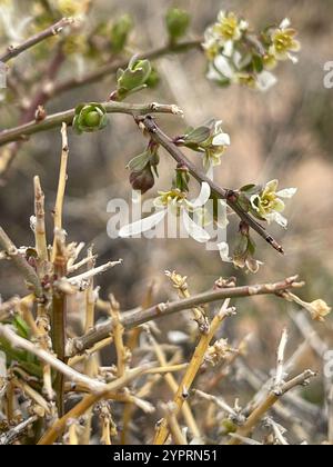 Spiny Greasebush (Glossopetalon spinescens Stock Photo - Alamy