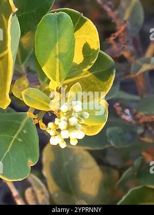 Black Ironwood (Olea capensis Stock Photo - Alamy