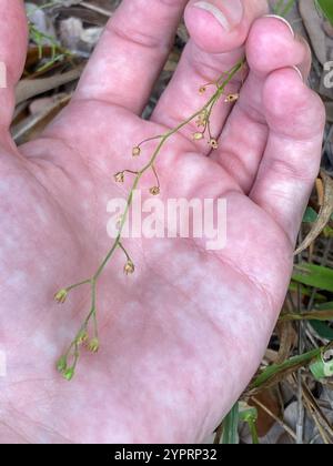 Florida toadflax (Nuttallanthus floridanus Stock Photo - Alamy