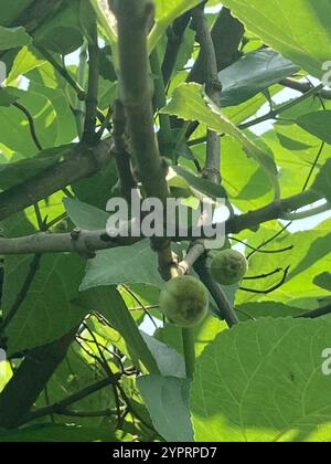 Opposite Leaf Fig (Ficus hispida Stock Photo - Alamy