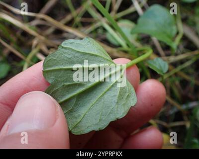 Nuttall's toothwort (Cardamine nuttallii Stock Photo - Alamy