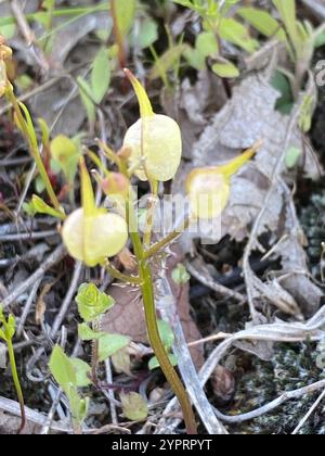 golden selenia (Selenia aurea Stock Photo - Alamy