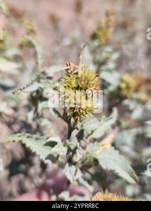 triangle-leaf bursage (Ambrosia deltoidea Stock Photo - Alamy