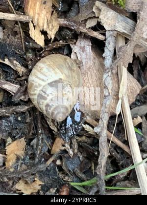 Whitewashed Rabdotus (Rabdotus dealbatus Stock Photo - Alamy