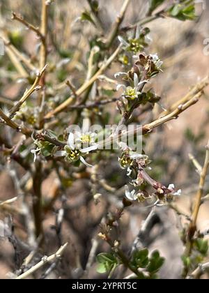 Spiny Greasebush (Glossopetalon spinescens Stock Photo - Alamy