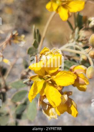 Coues' senna (Senna covesii Stock Photo - Alamy