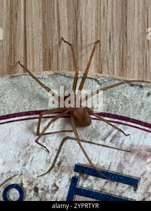 Mediterranean recluse (Loxosceles rufescens Stock Photo - Alamy