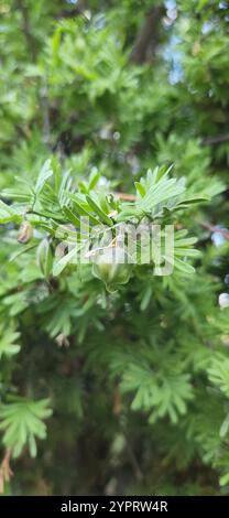 Texas lignum-vitae (Guaiacum angustifolium) Plantae Stock Photo - Alamy