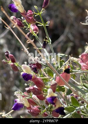 Paperbag Bush (Scutellaria mexicana Stock Photo - Alamy